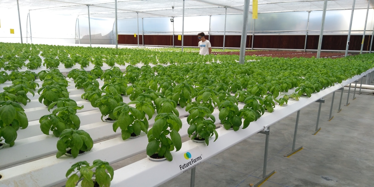 [Guest feature] Hydroponics: Water-based farming that saves water ...