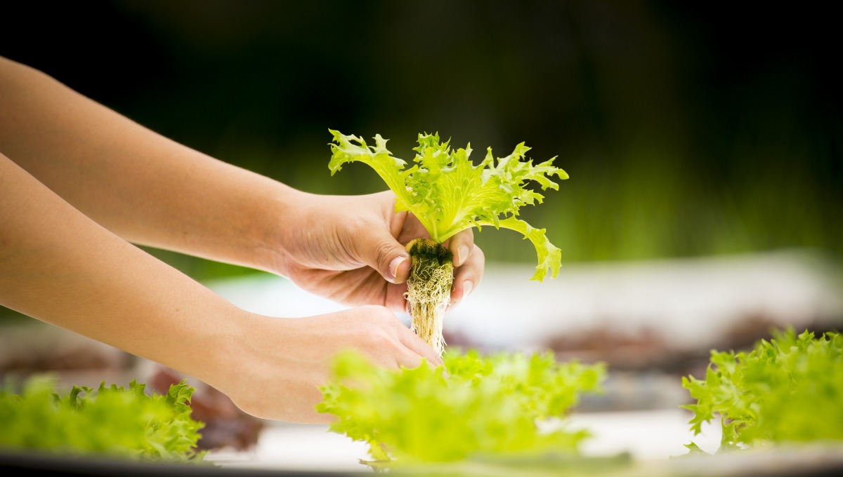 Which soil-less farming technique is the best? – Planet Rescue 101