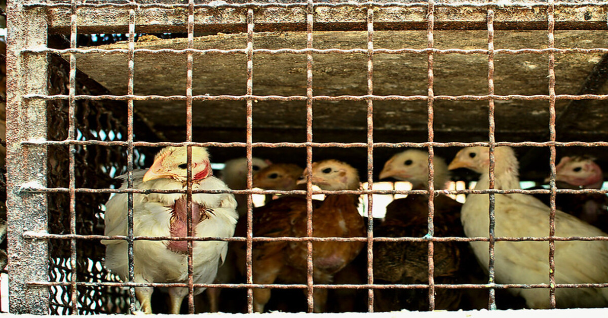 How to implement circular economy in the meat industry? – Planet Rescue 101